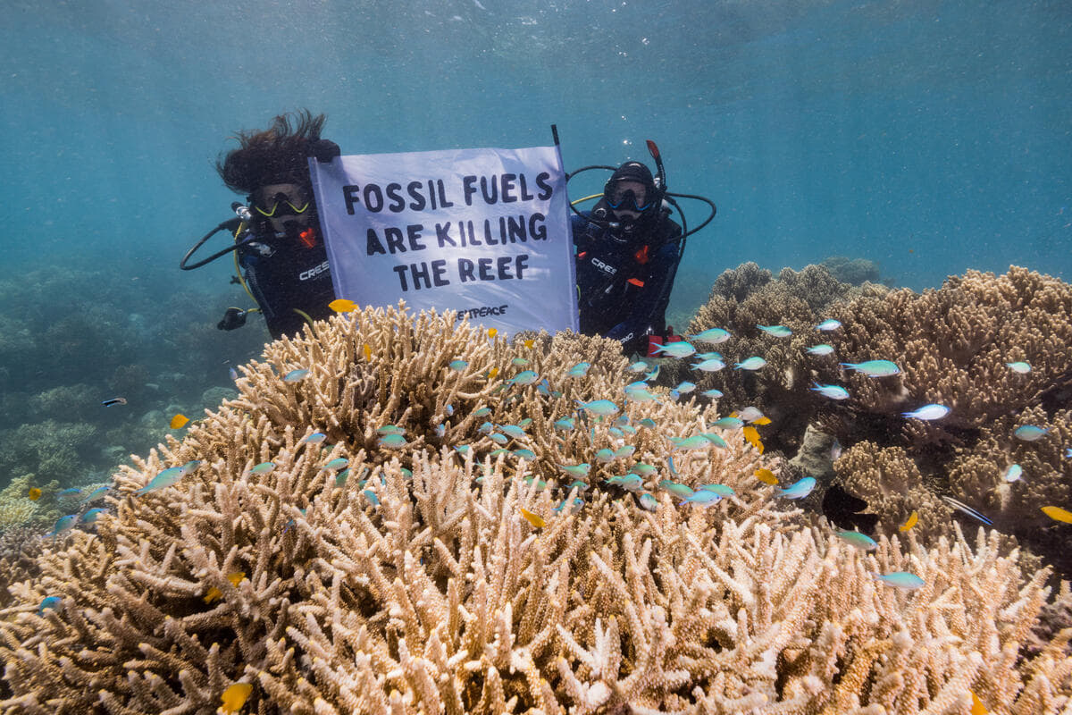 什麼是海洋酸化？酸鹼值下降為何影響海洋生態？ - Greenpeace 綠色和平 | 香港