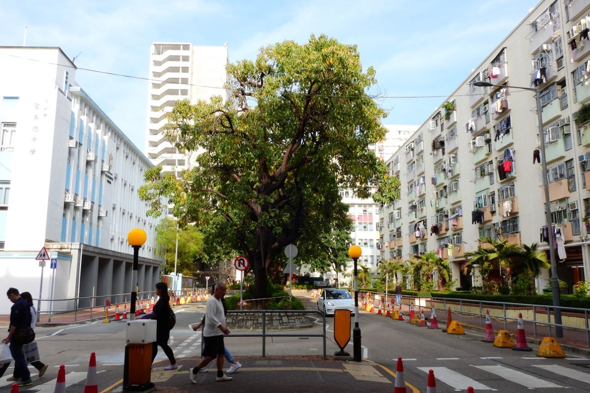 自然散步練習‧路線2│彩虹邨重建倒數 跟住樹木地圖 遊走宜居城中城 - Greenpeace 綠色和平 | 香港