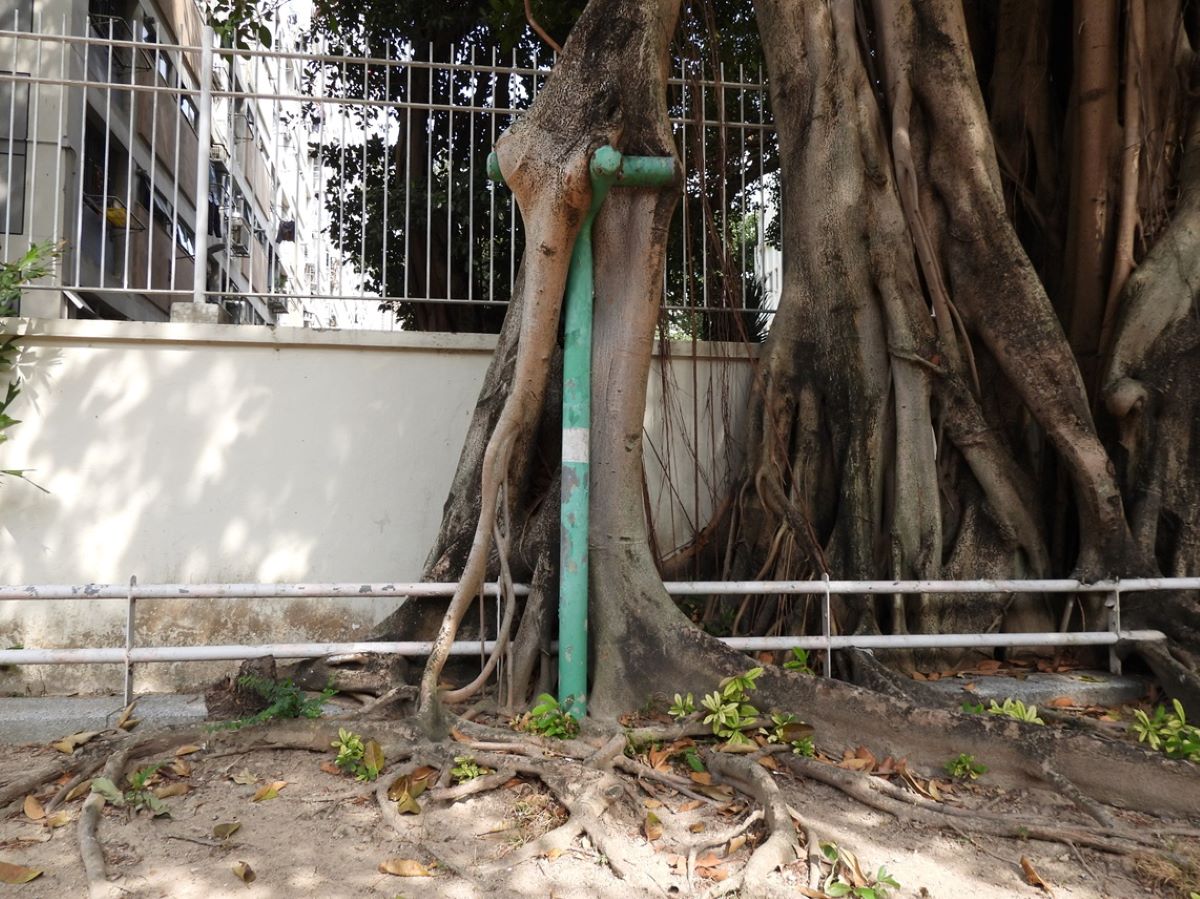 自然散步練習‧路線2│彩虹邨重建倒數 跟住樹木地圖 遊走宜居城中城 - Greenpeace 綠色和平 | 香港