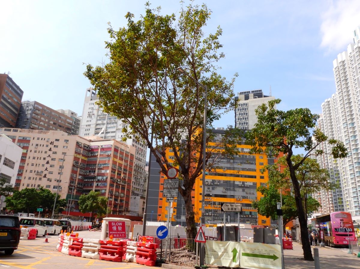 自然散步練習‧路線2│彩虹邨重建倒數 跟住樹木地圖 遊走宜居城中城 - Greenpeace 綠色和平 | 香港