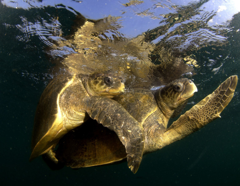 Tata and the turtles - Greenpeace India