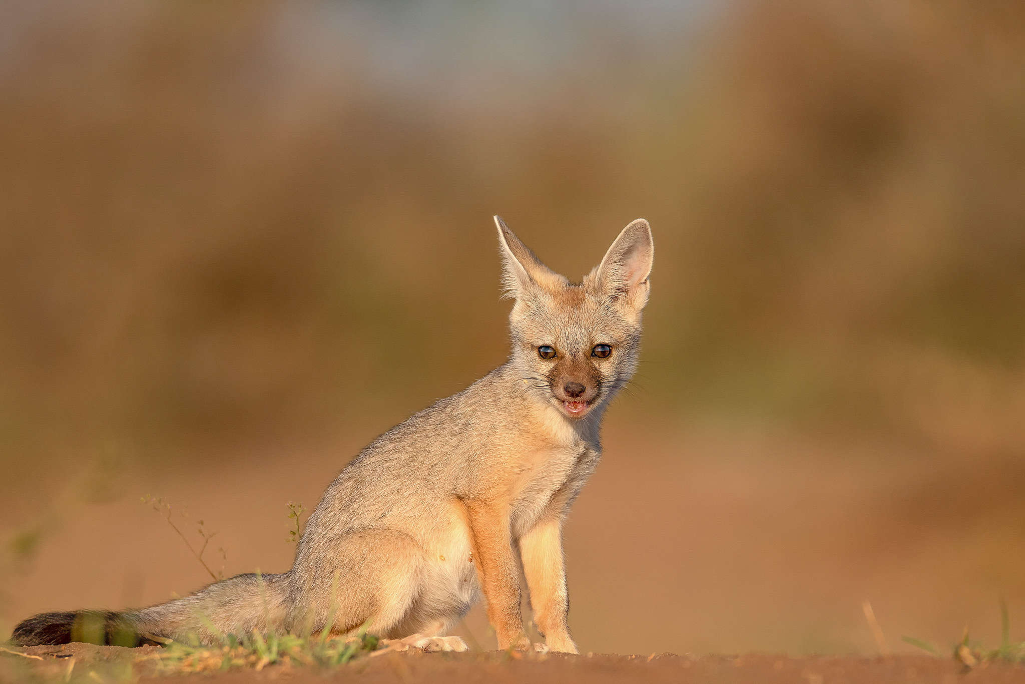 THE BIODIVERSITY OF INDIA - Greenpeace India