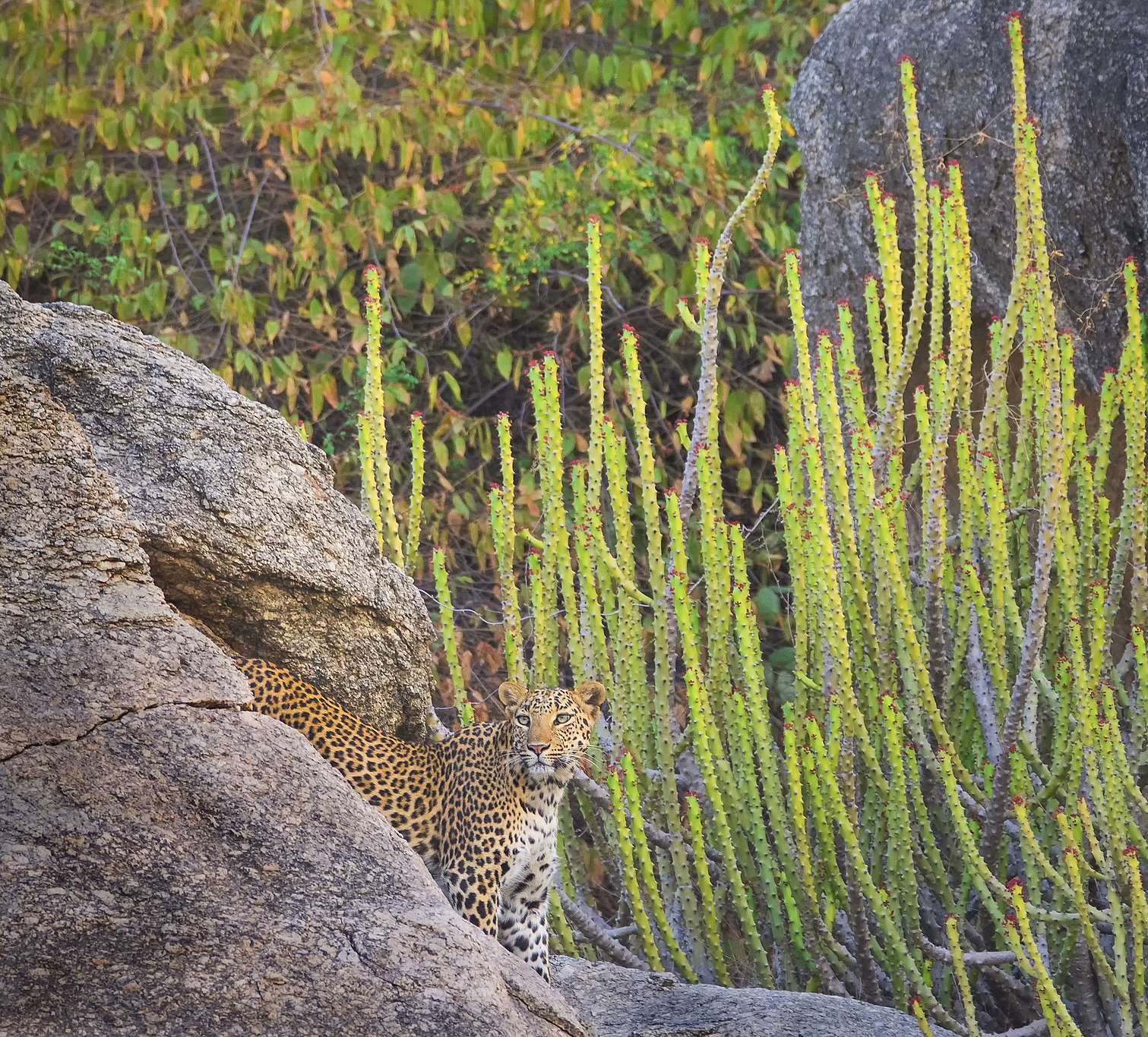 THE BIODIVERSITY OF INDIA - Greenpeace India