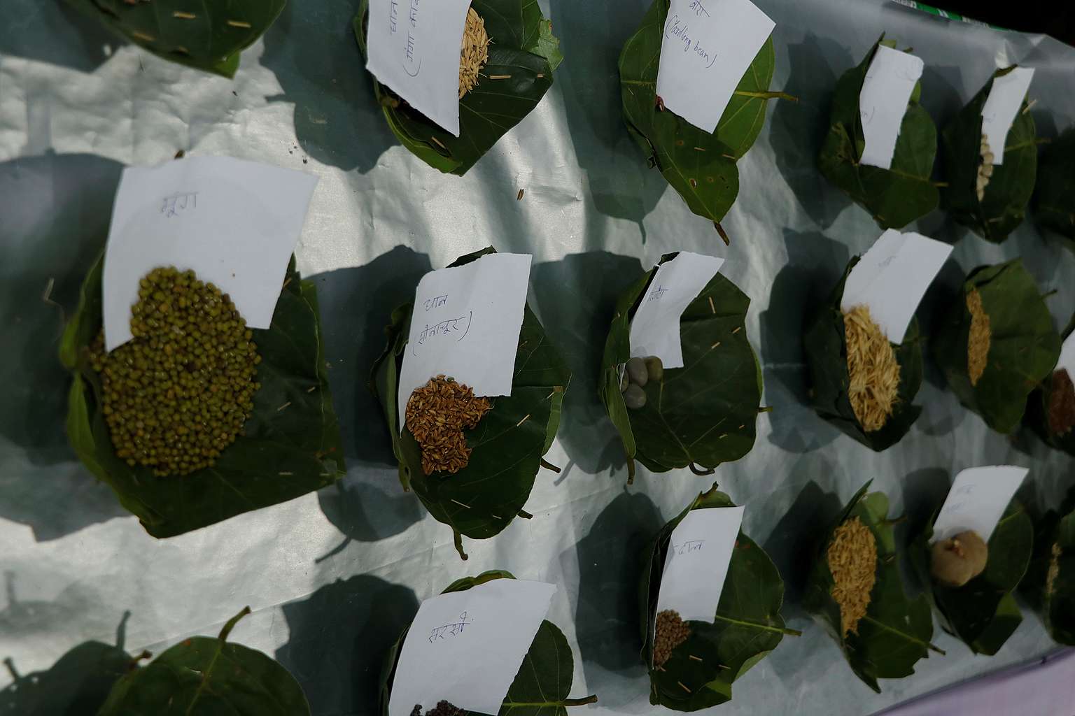 A Forest Buffet – Celebrating uncultivated and natural food ...