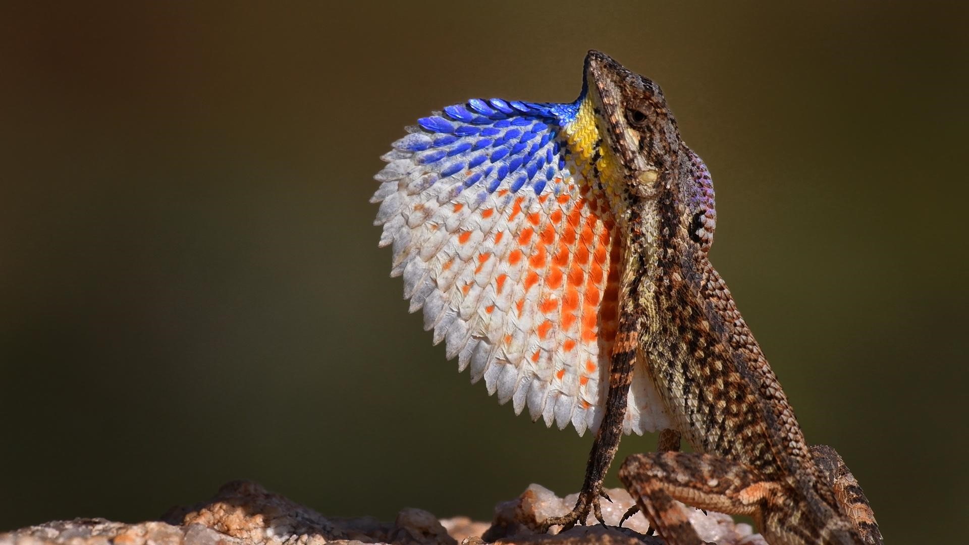 Reptile Awareness Day: The Beauty in the ‘Beasts’ - Greenpeace India