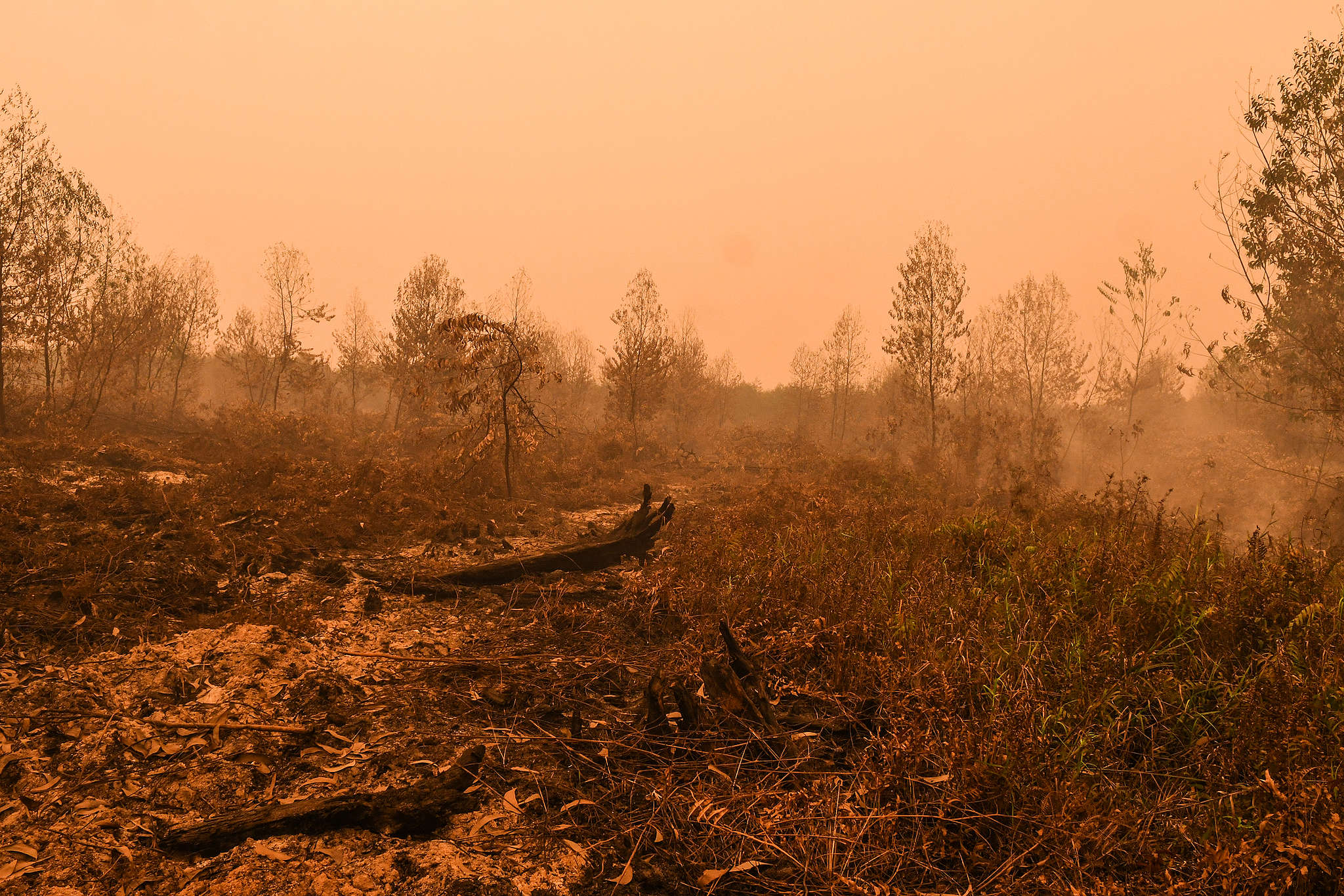 Kebakaran Hutan dan Lahan - Greenpeace Indonesia