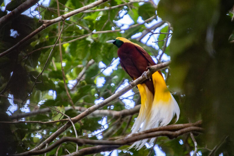 Grime Nawa, Surga Indonesia yang Perlahan Hilang - Greenpeace Indonesia ...