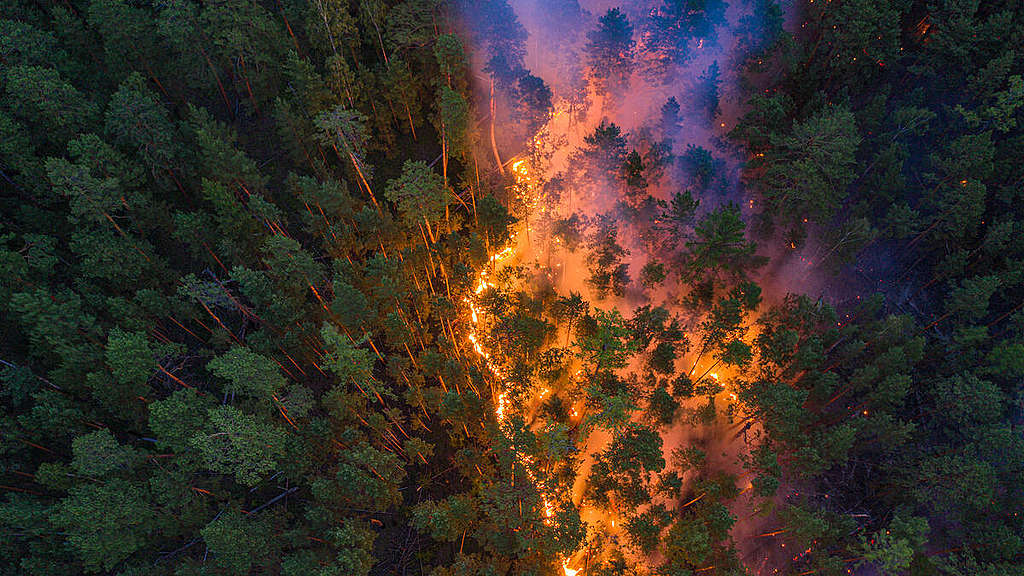 Forest Fires in Siberia - Greenpeace International
