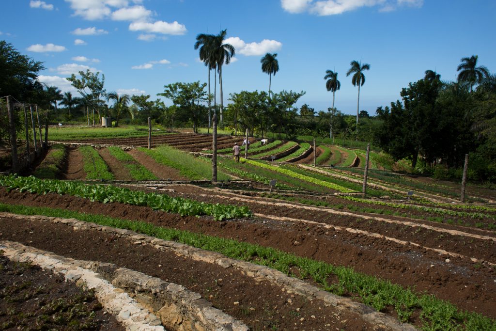 Seeing is believing: Growing food for people, with people and with ...