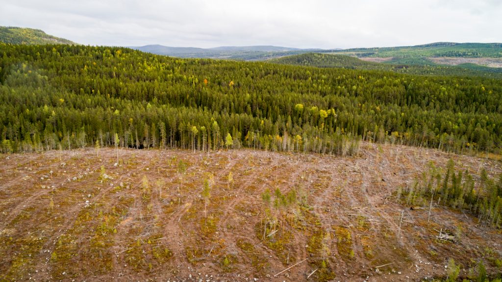 The many faces defending the Great Northern Forest - Greenpeace ...