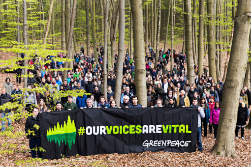 We speak for the trees - Greenpeace International