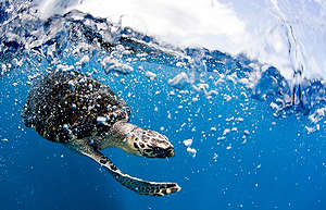 The bold new plan to rescue the world’s oceans, explained - Greenpeace ...