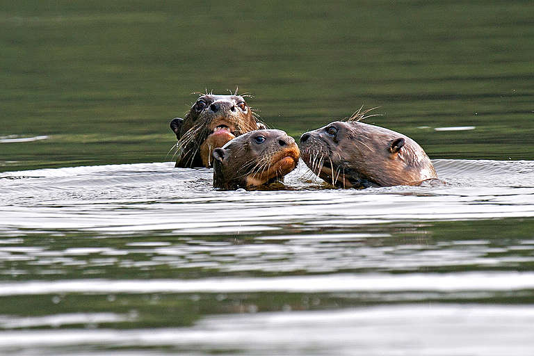 The definitive guide to the animals of the Amazon Rainforest ...