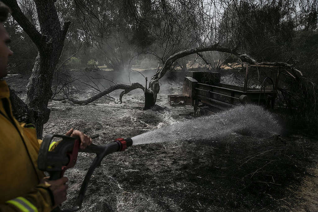 Israel’s month of 1000 wildfires - Greenpeace International