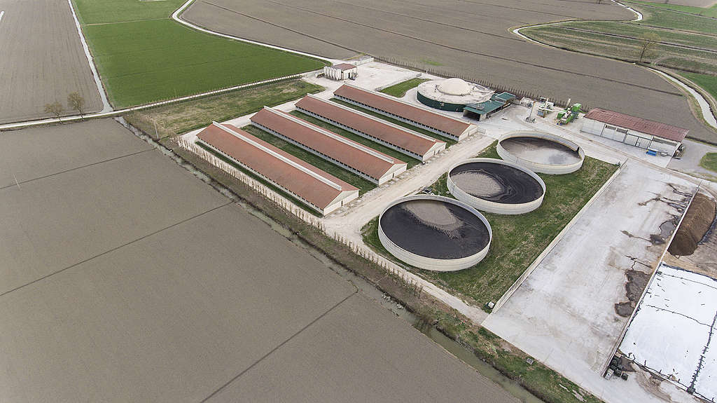 Life in the shadow of a factory farm - Greenpeace International