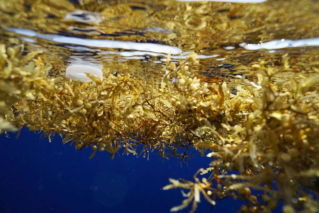 Even the Bermuda Triangle has a plastic problem - Greenpeace International