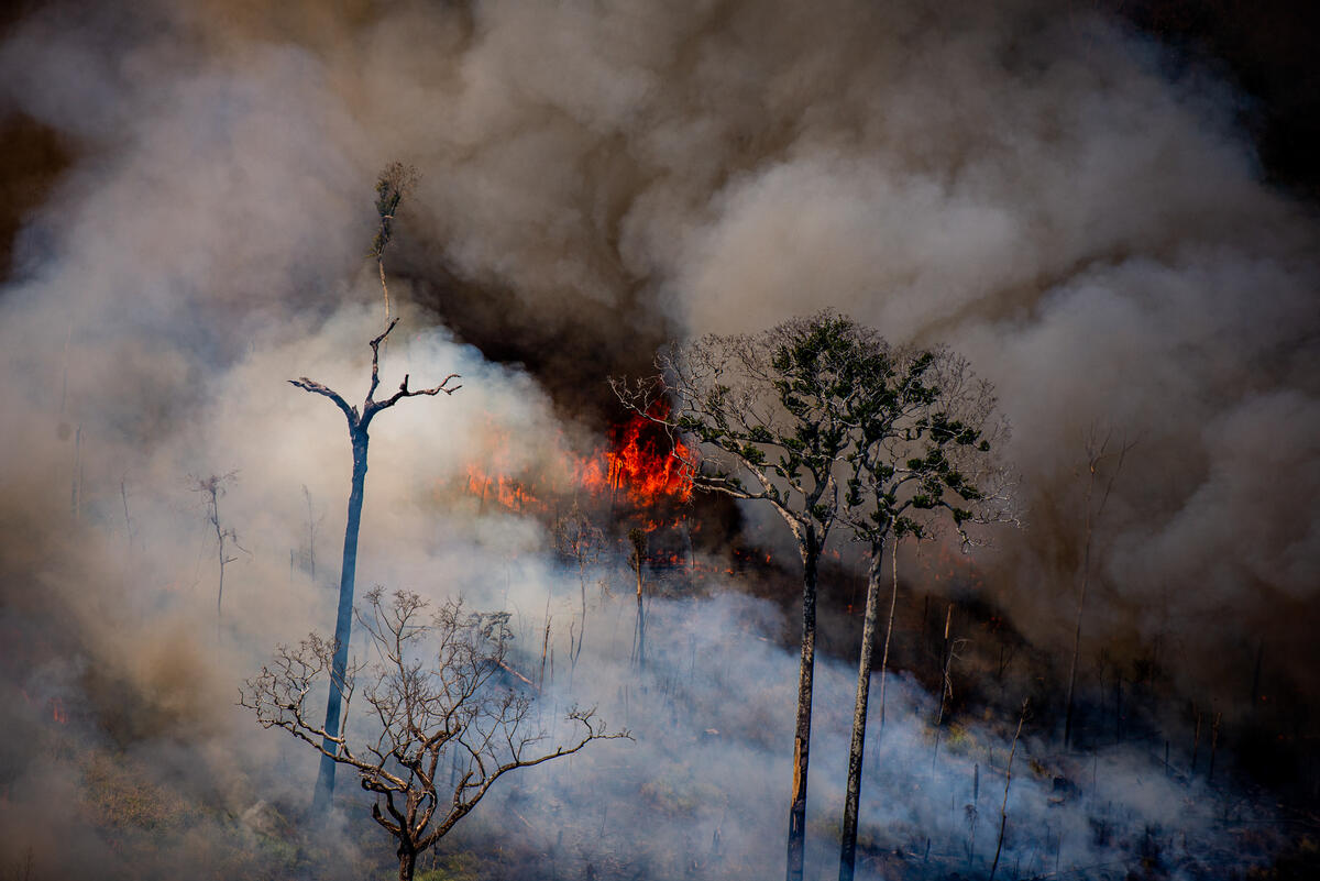 Deforestation And Fire Monitoring In The Amazon In August 2020