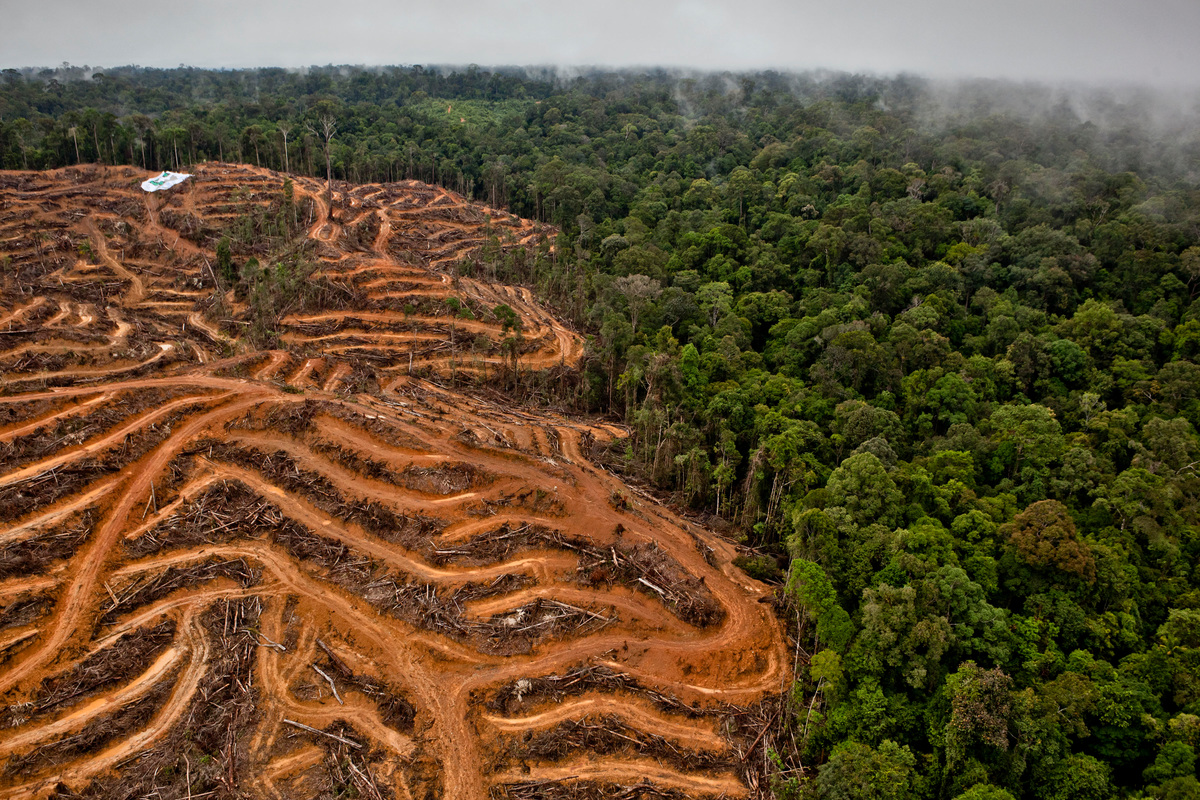 An Environmental Crisis in Borneo - Greenpeace International