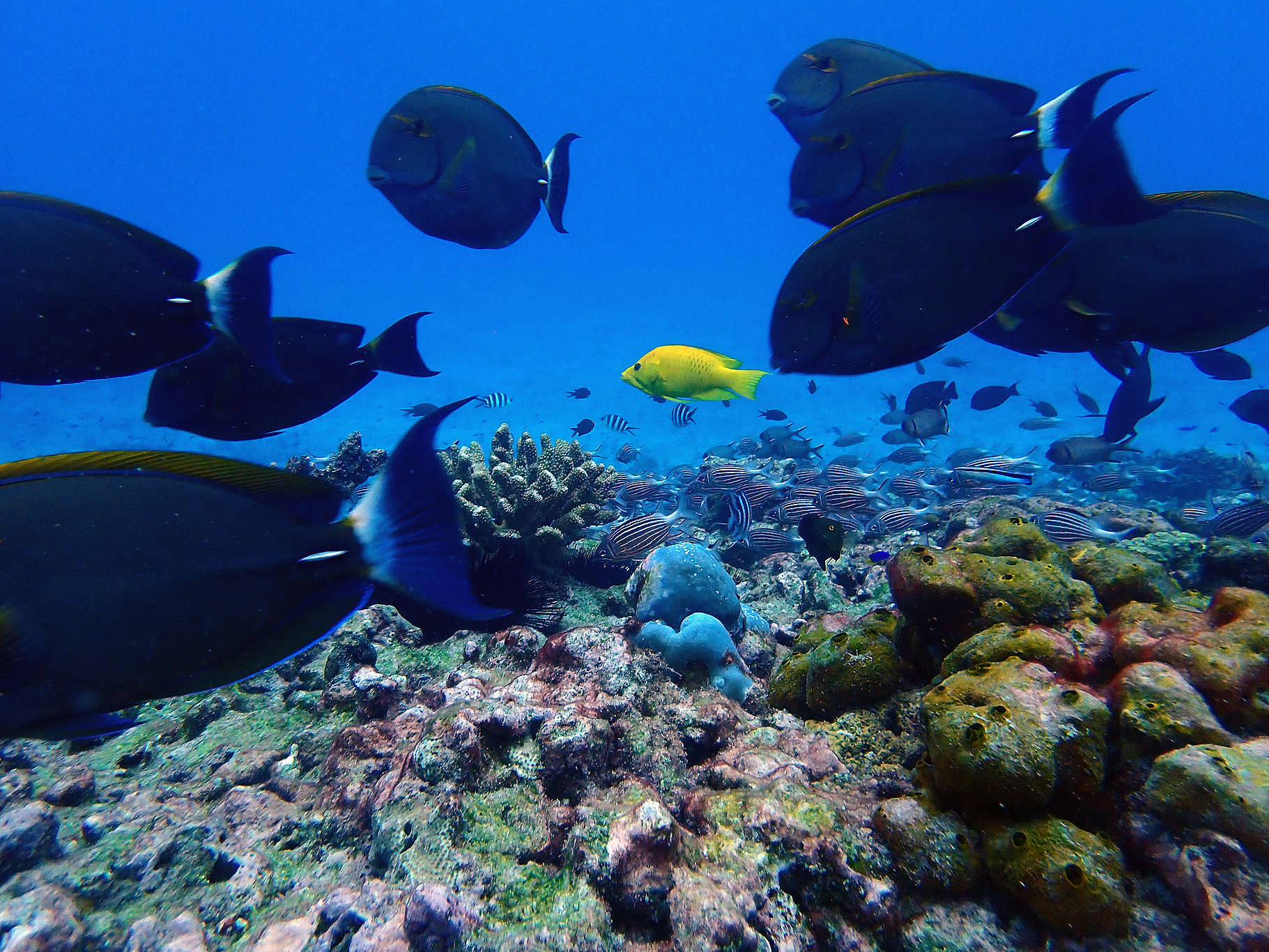 A day in the life of a Reef Rescuer – Vital Ocean Voices - Greenpeace ...