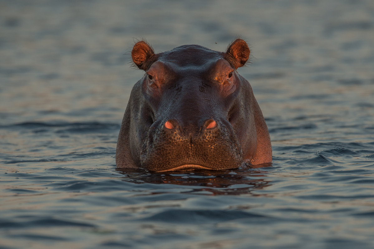 #OilColonialism: 5 Reasons to Save the Okavango Delta - Greenpeace ...