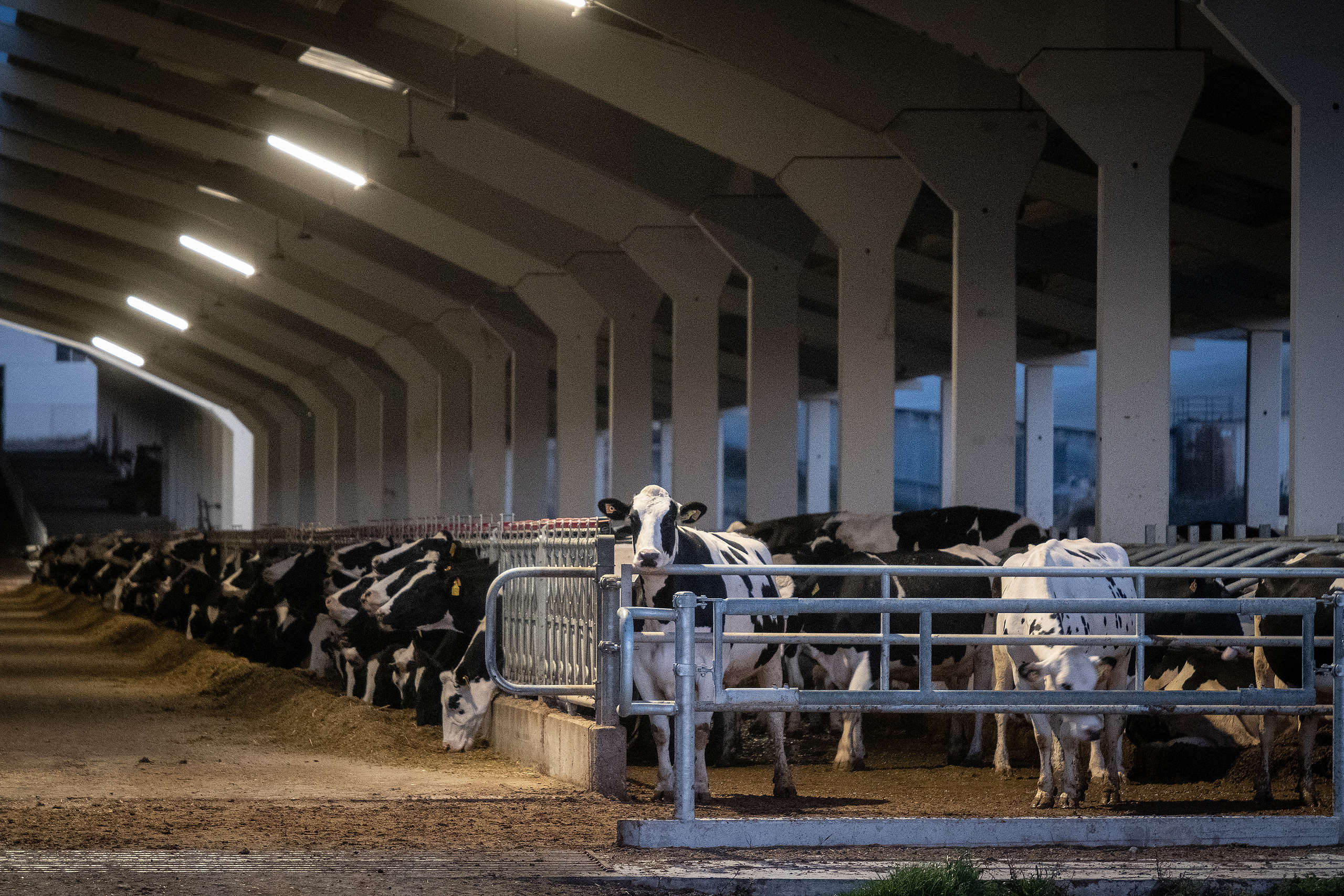 Factory Farming Cows