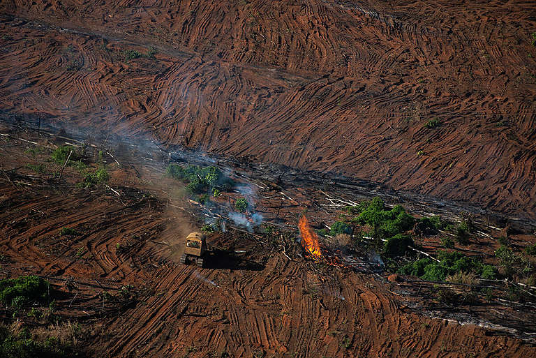 The Amazon — and our future — is being burned for profit - Greenpeace ...