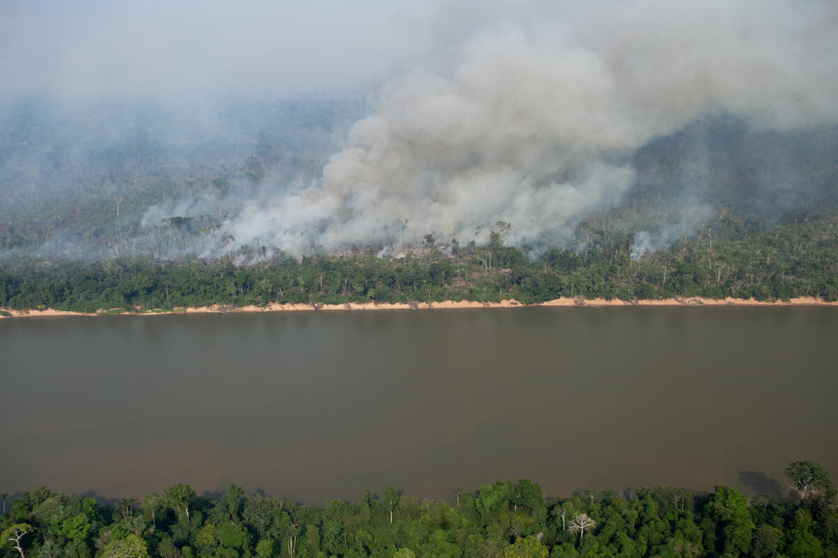 The Amazon — and our future — is being burned for profit - Greenpeace ...