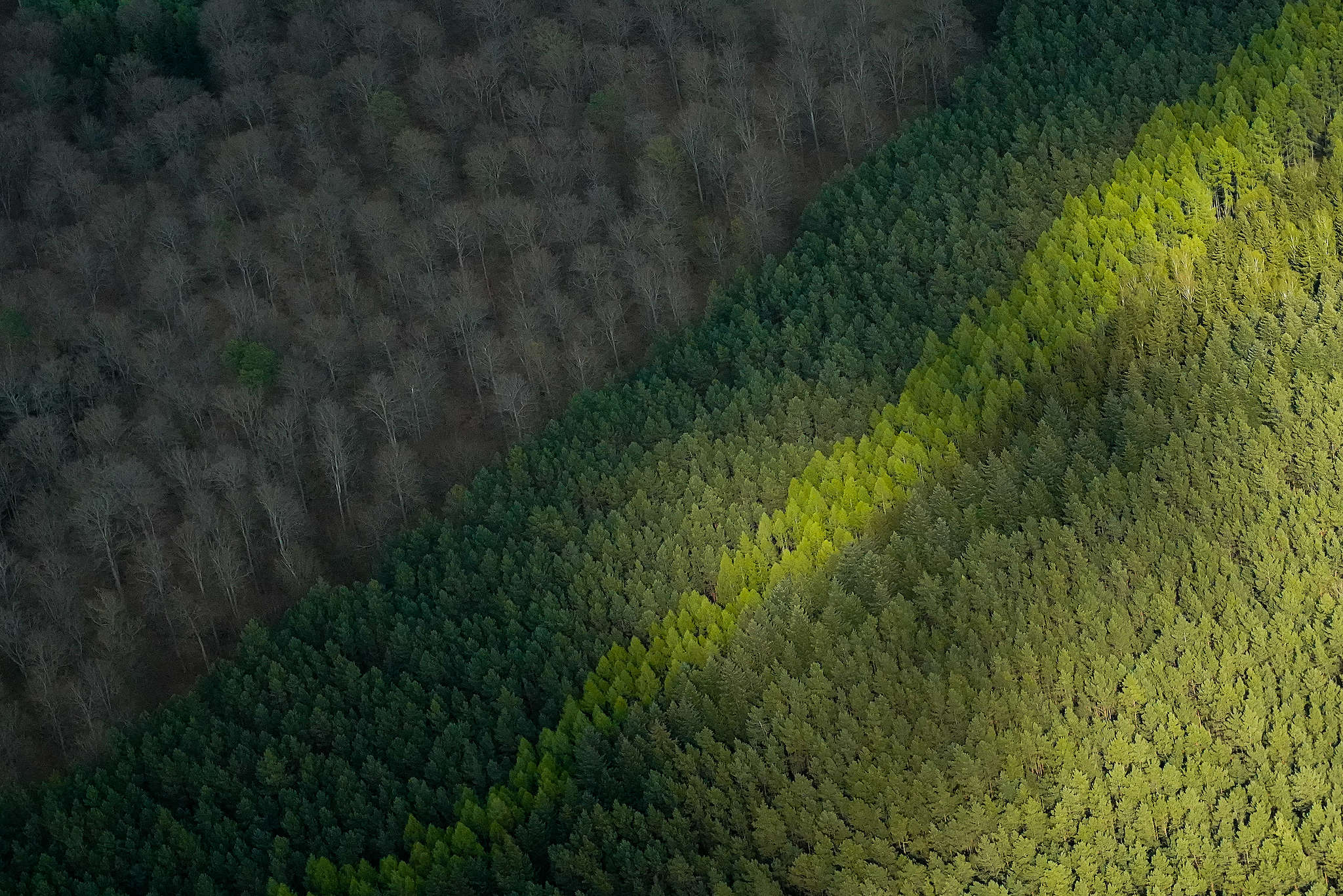 What is wrong with “Nature Positive”? - Greenpeace International