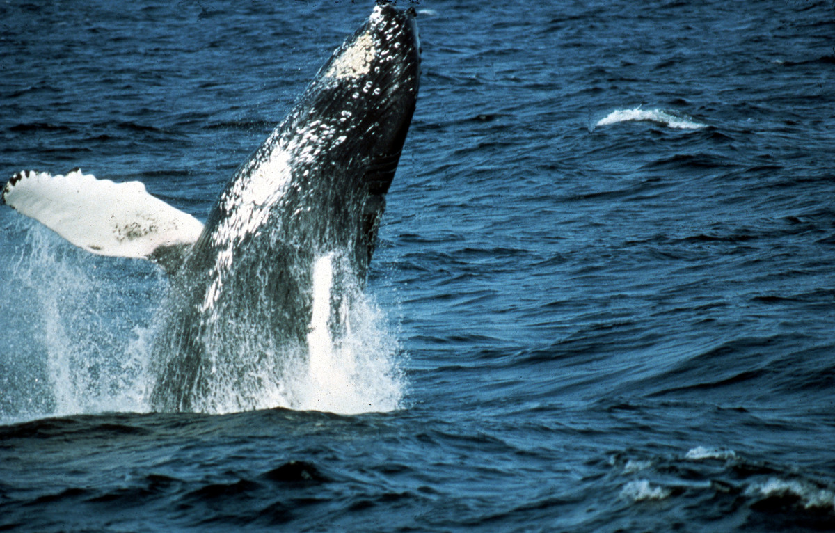 Whales always had voices. Roger Payne helped the world hear them ...
