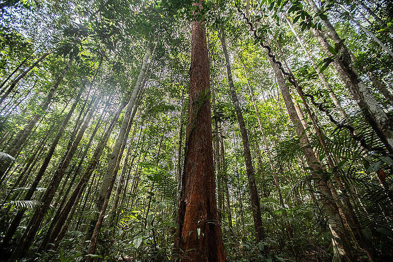 Stand with Indigenous Auyu to Defend Papuan Forests - Greenpeace ...