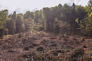 Nature Crime Files - Greenpeace International