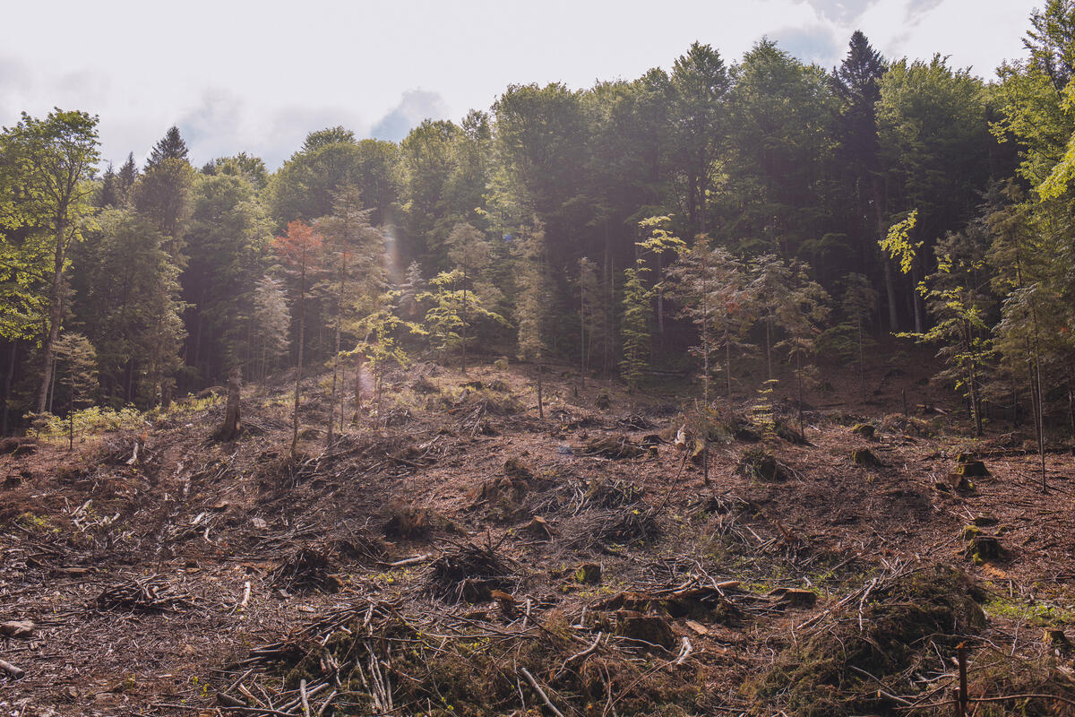 Nature Crime Files - Greenpeace International