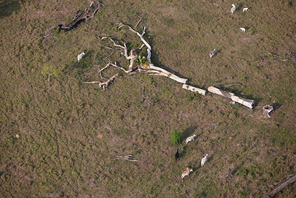 Forests - Greenpeace International