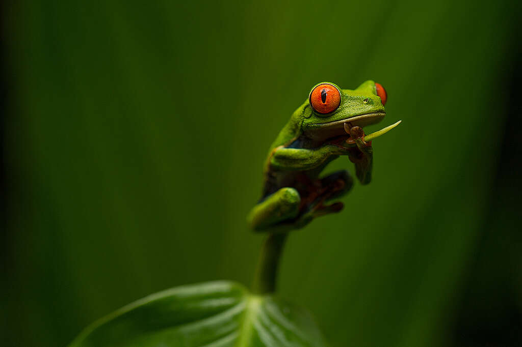 Biodiversity: Costa Rica’s Remarkable Journey - Greenpeace International