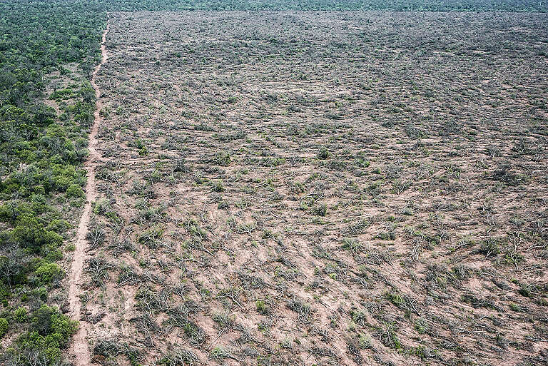 This is what deforestation looks like in Argentina in 10 shocking ...
