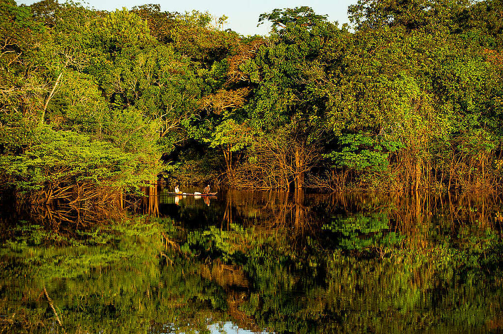 Protecting rainforests with Indigenous Peoples and Local Communities ...