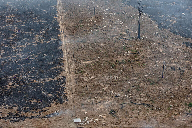 Brazil is on Fire - Greenpeace International