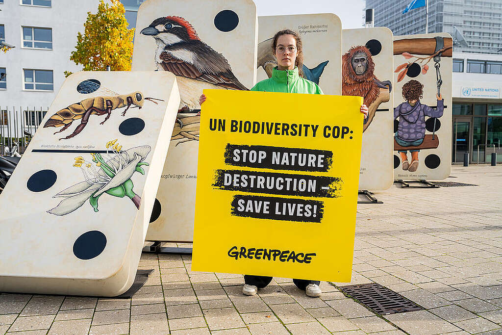 What is the UN Biodiversity COP16 and why is it so important for nature ...