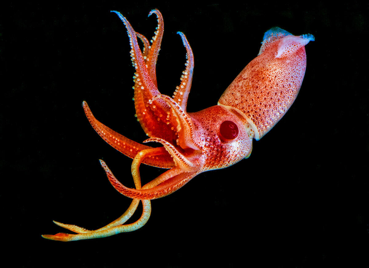 This anglerfish captured hearts across the world, but the future of her ...