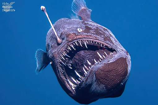 This anglerfish captured hearts across the world, but the future of her ...