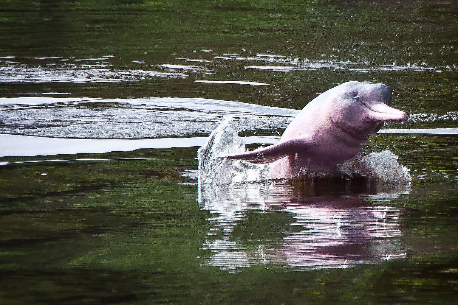The definitive guide to the animals of the Amazon Rainforest ...