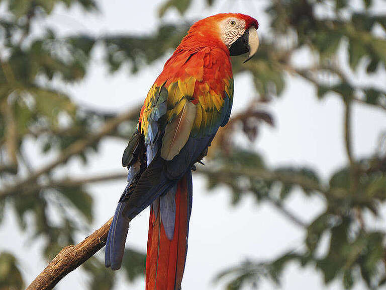 The definitive guide to the animals of the Amazon Rainforest ...