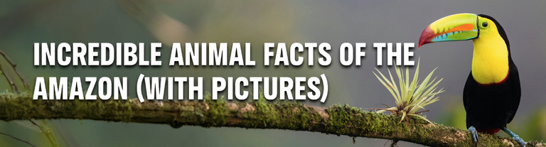 The definitive guide to the animals of the Amazon Rainforest ...