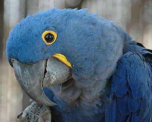 The definitive guide to the animals of the Amazon Rainforest ...