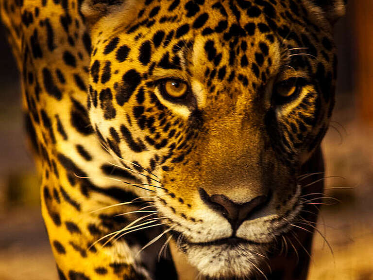 The definitive guide to the animals of the Amazon Rainforest ...