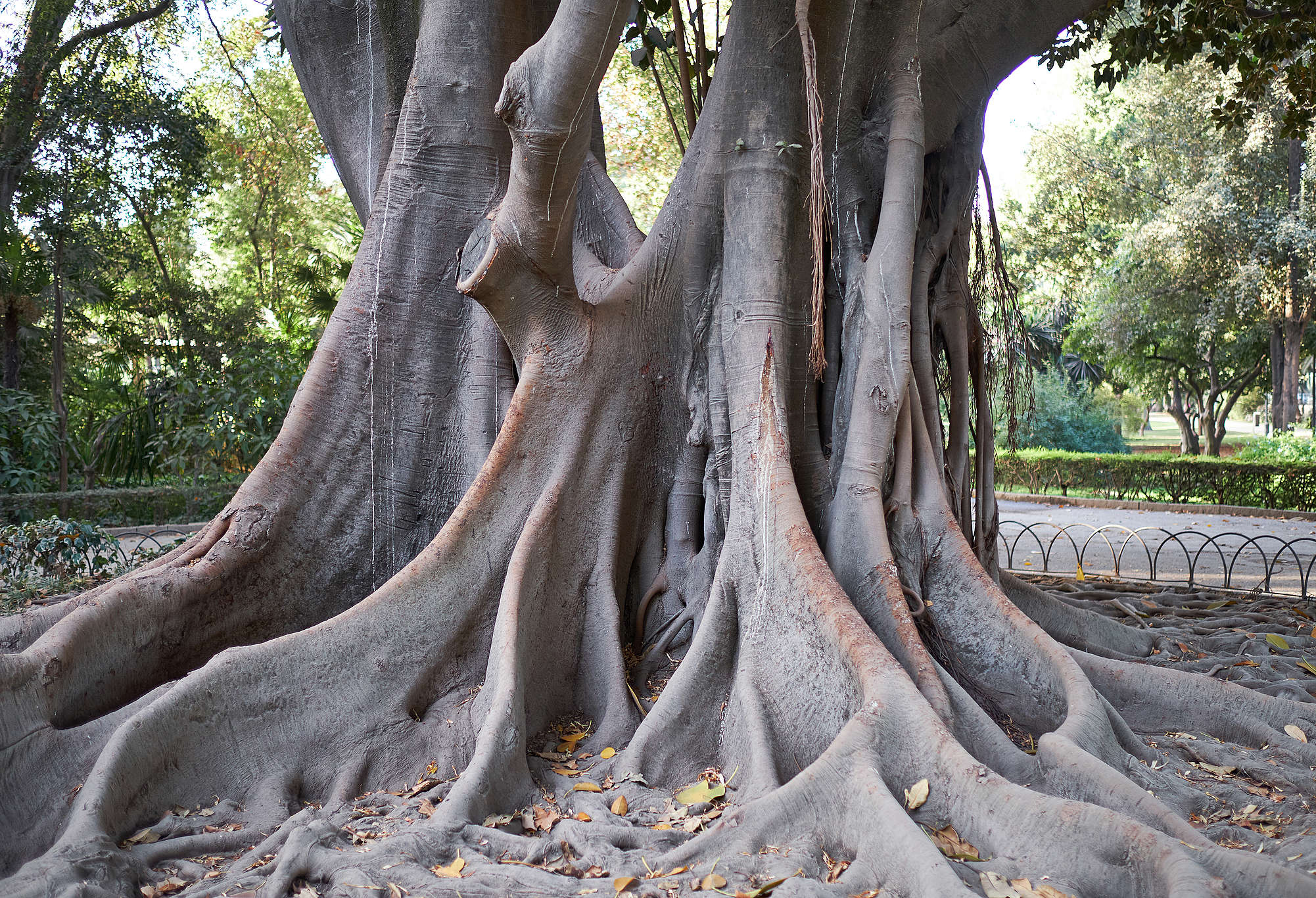 גל עקירות עצים בישראל - Greenpeace Israel