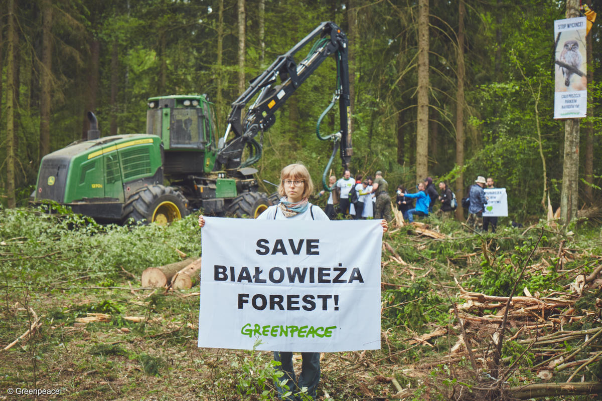 Białowieża, di nuovo a rischio ultimo lembo della foresta primaria ...