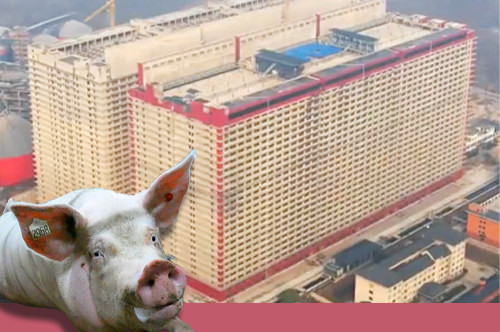 È stato aperto l’allevamento intensivo più grande del mondo ...