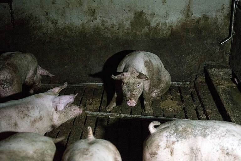 Allevamenti intensivi in Italia: un problema per ambiente e salute ...