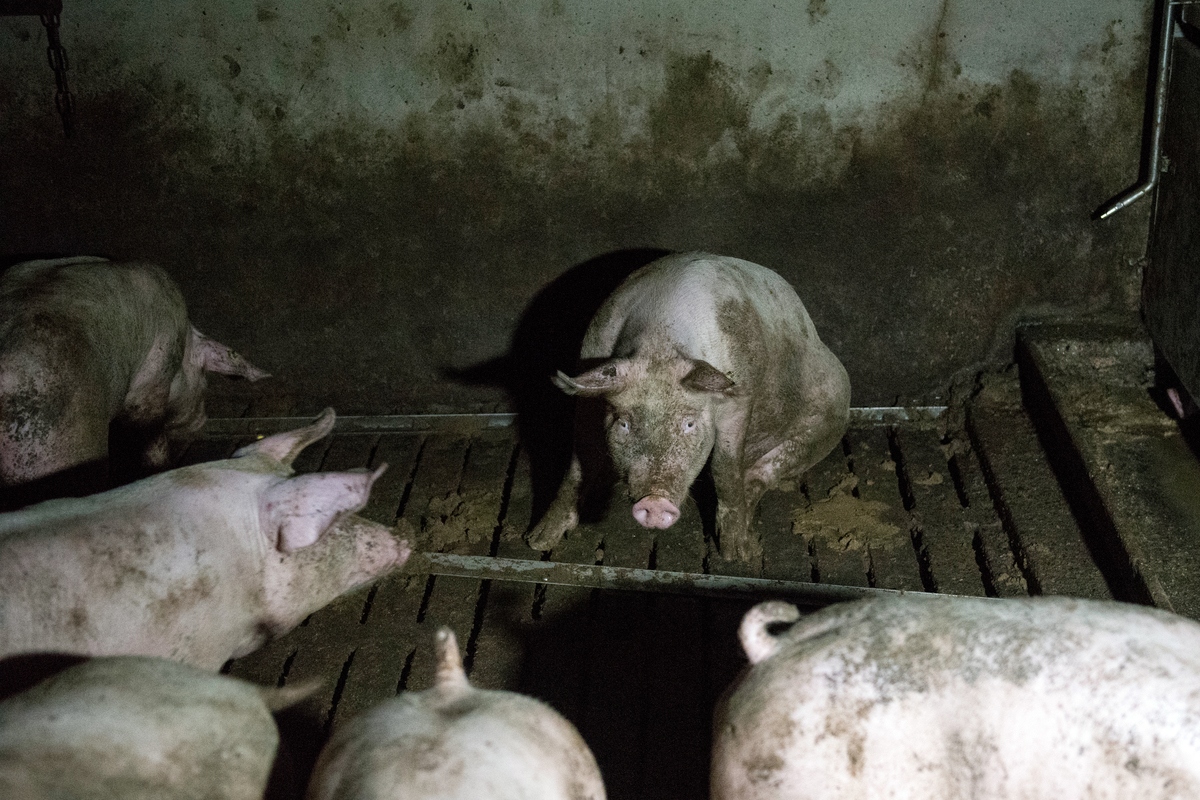 Allevamenti intensivi in Italia: un problema per ambiente e salute ...